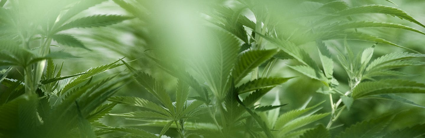 CBDA : Qu'est-ce que le Cannabidiol-Acide ? | Tilyo